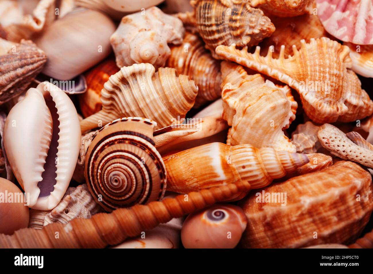 a lot of different empty sea shells, natural background, macro details ...