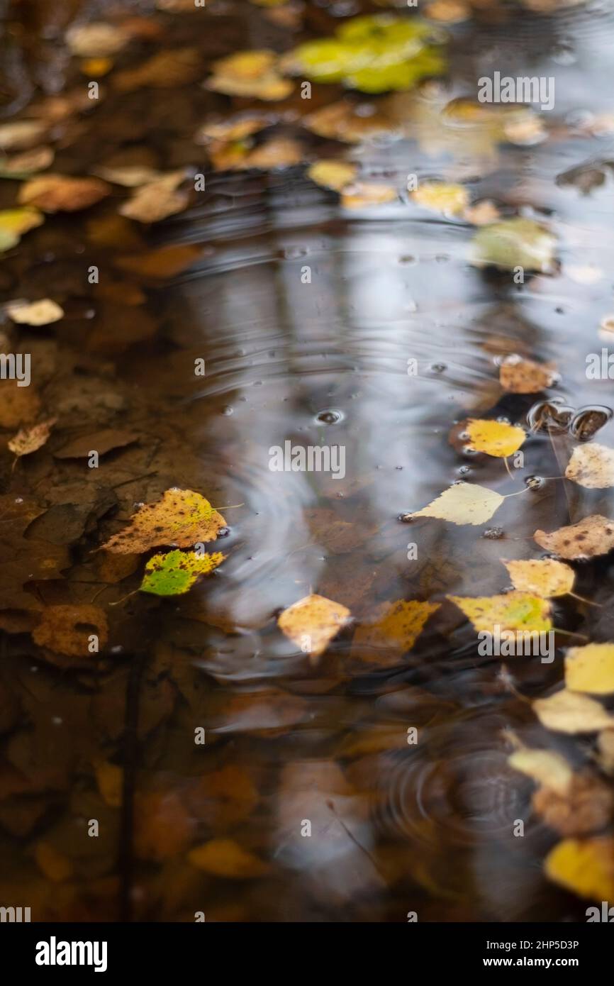 Autumn foliage in water. Leaves float in puddle. Colors of autumn. Surface of water. Texture of ...