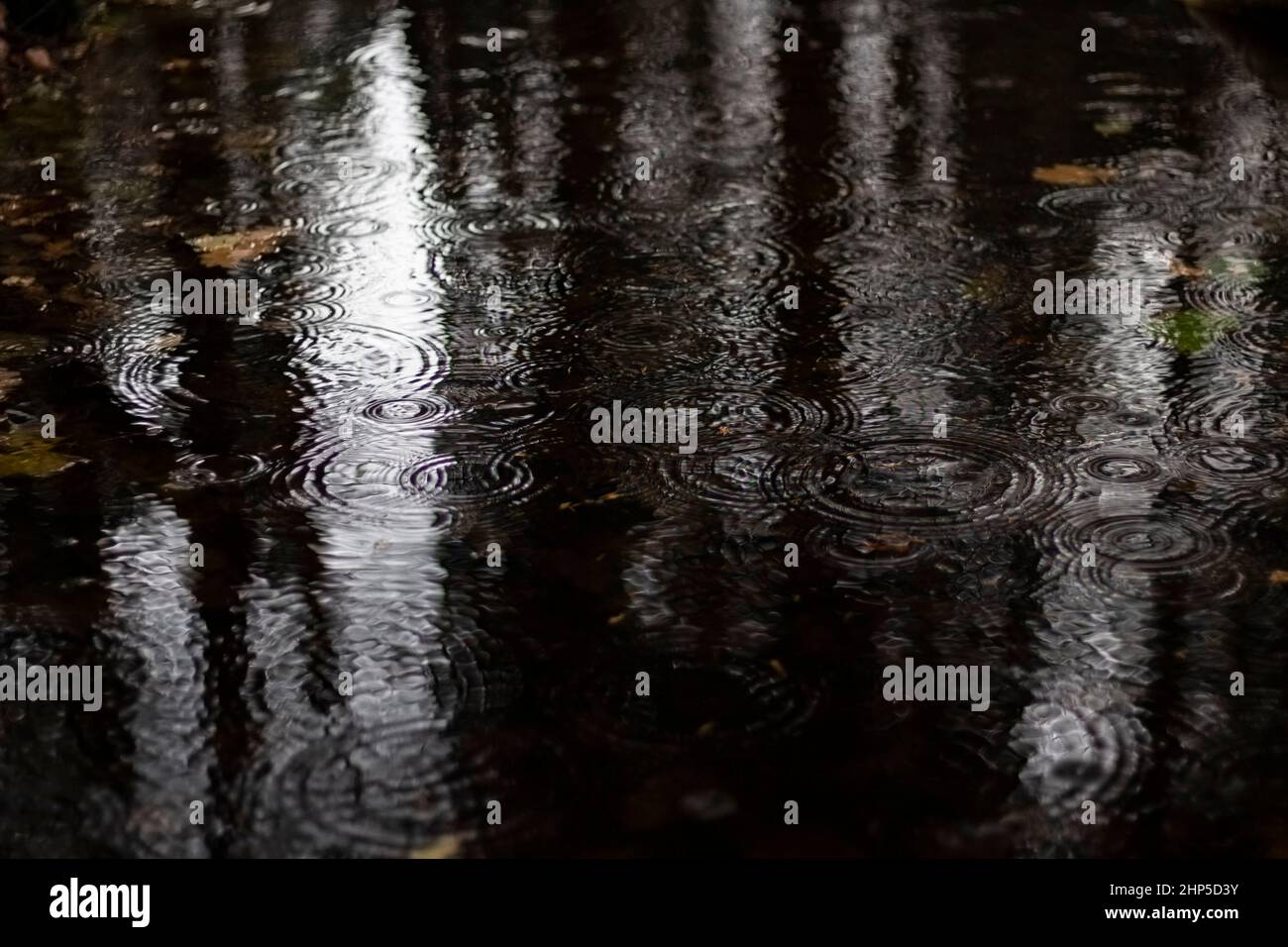 Rain on water. Circles in puddle. Texture of rain. Cloudy weather. Dark ...