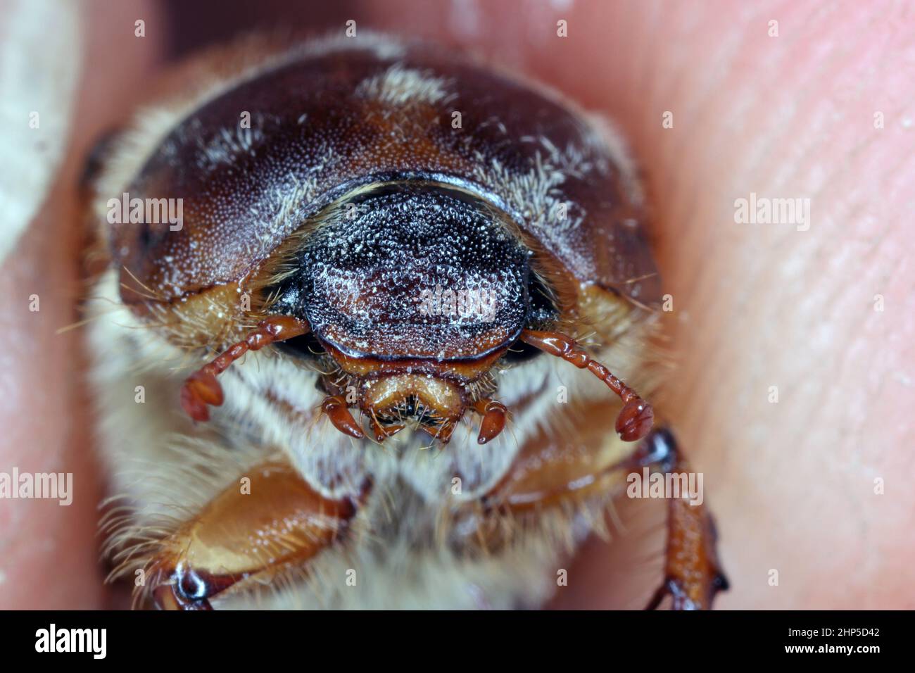 High macro image showing head of Amphimallon solstitiale, or summer ...
