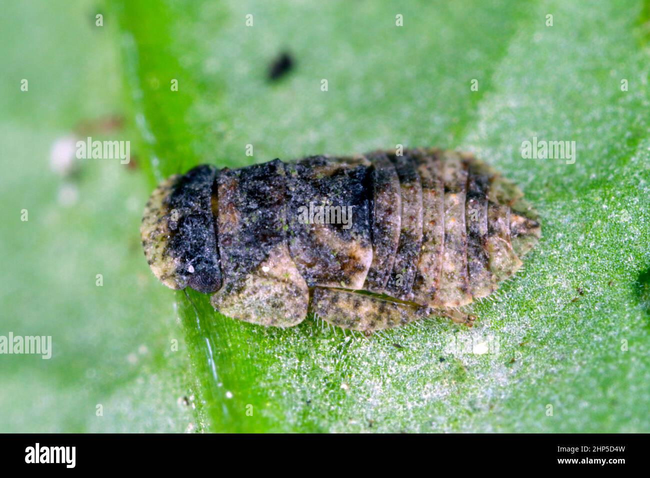 Leafhopper - Ledra aurita - Larvae on leaf Stock Photo - Alamy