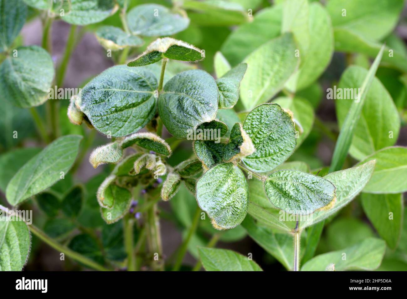 Degerminated soybean leaves. Herbicide Dicamba Damage - phytotoxicity ...