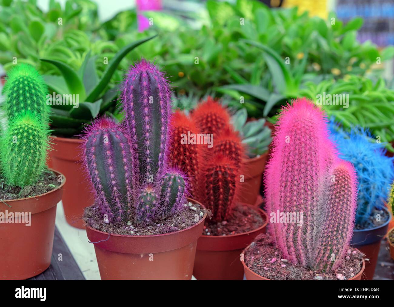 Decorative colored cacti on the shelf of a flower shop Stock Photo - Alamy