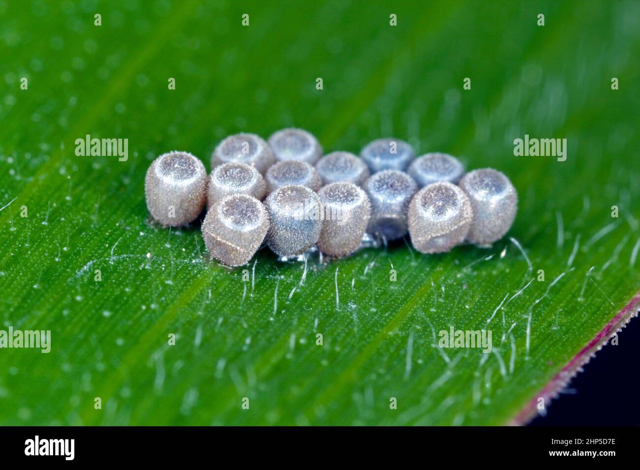 Stink bugs pentatomidae hi-res stock photography and images - Alamy