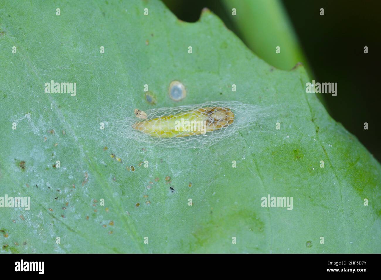 Pupa of Diamond-back moth (Plutella xylostella) on Rapeseed. Migratory ...