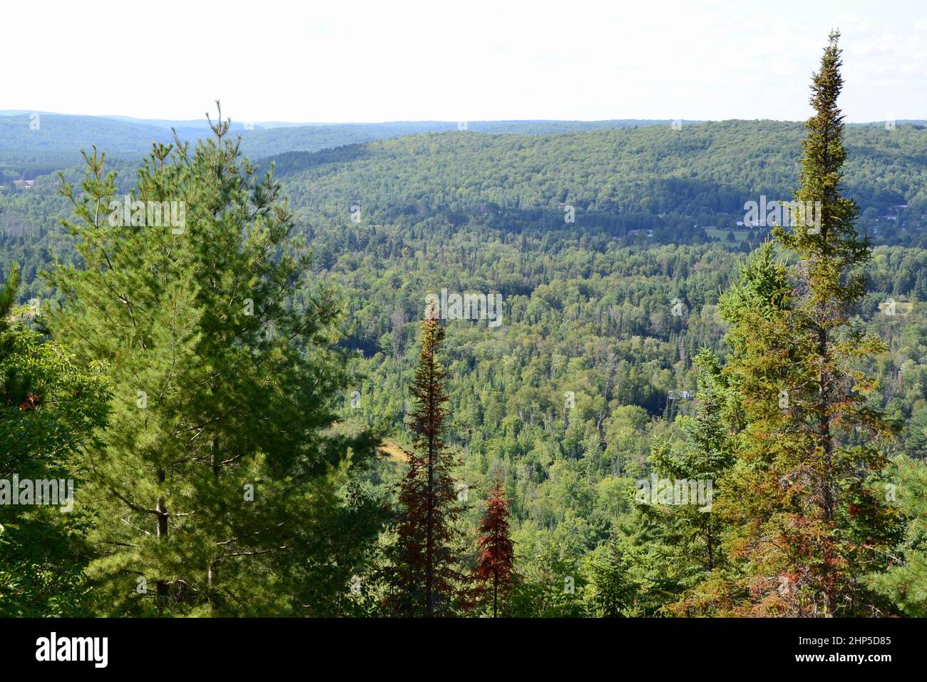 Pine treetops and rolling green hills viewed from top of Eagles Nest ...