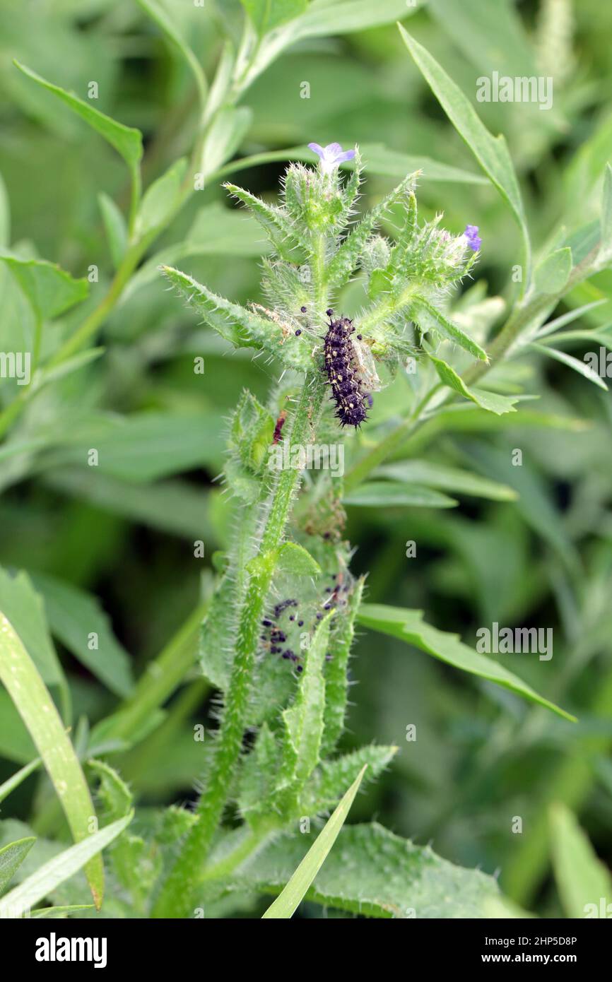 Caterpillar of painted lady (Vanessa cardui). It is migrating butterfly ...