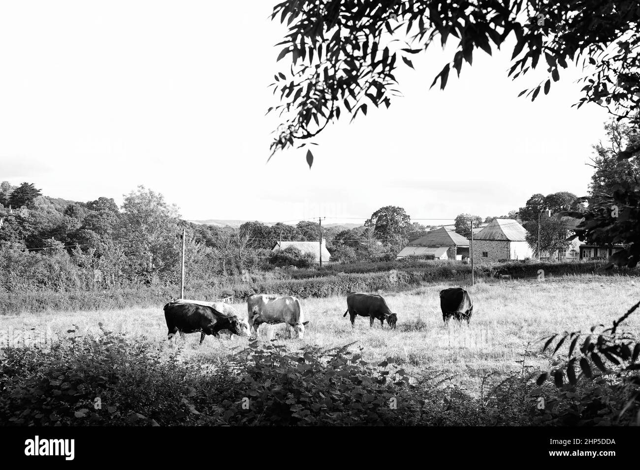Views of Luppitt Sidmouth Devon in the summer Stock Photo - Alamy