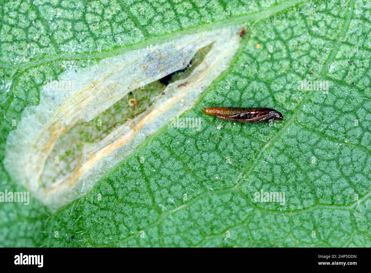 Pupa of the spotted tentiform leafminer (Phyllonorycter blancardella ...