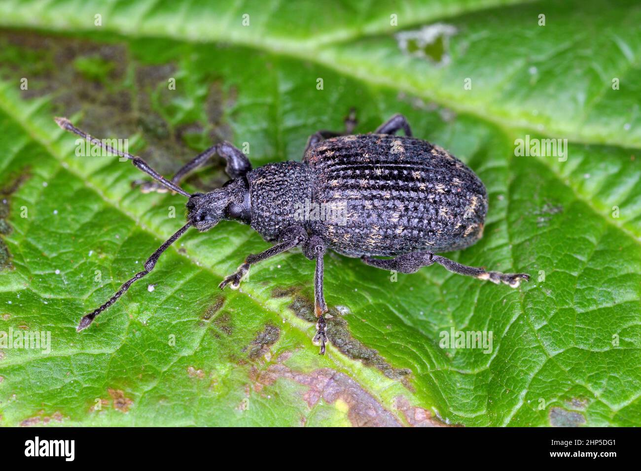 Closeup on the Black vine weevil, Otiorhynchus sulcatus sitting on a ...
