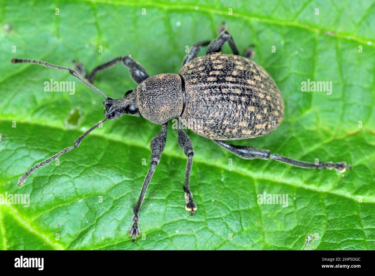 Beetle of Otiorhynchus (sometimes Otiorrhynchus) on a raspberry leaf ...
