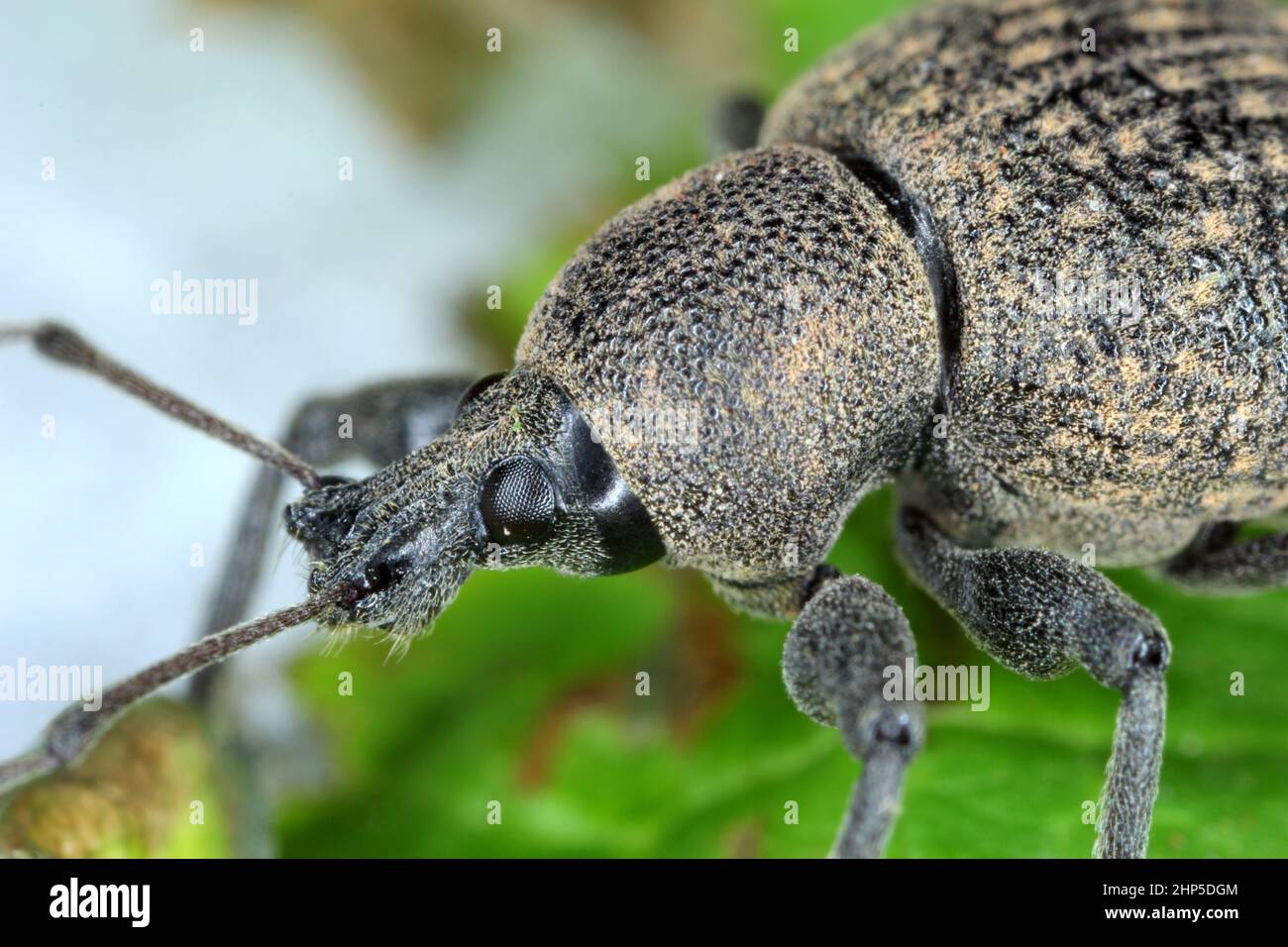 Beetle of Otiorhynchus (sometimes Otiorrhynchus) on a raspberry leaf ...