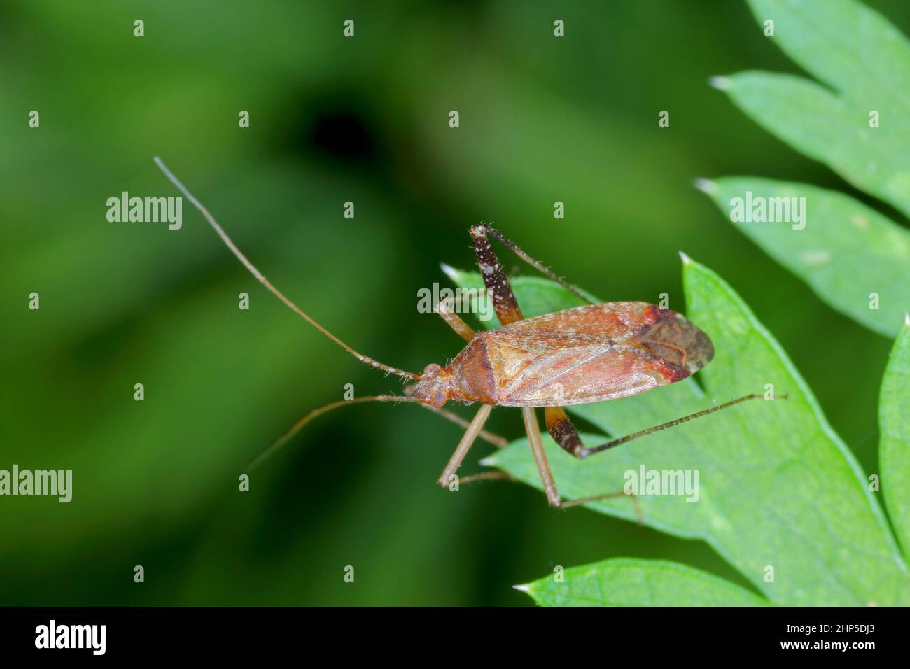 Capsid bugs hi-res stock photography and images - Alamy