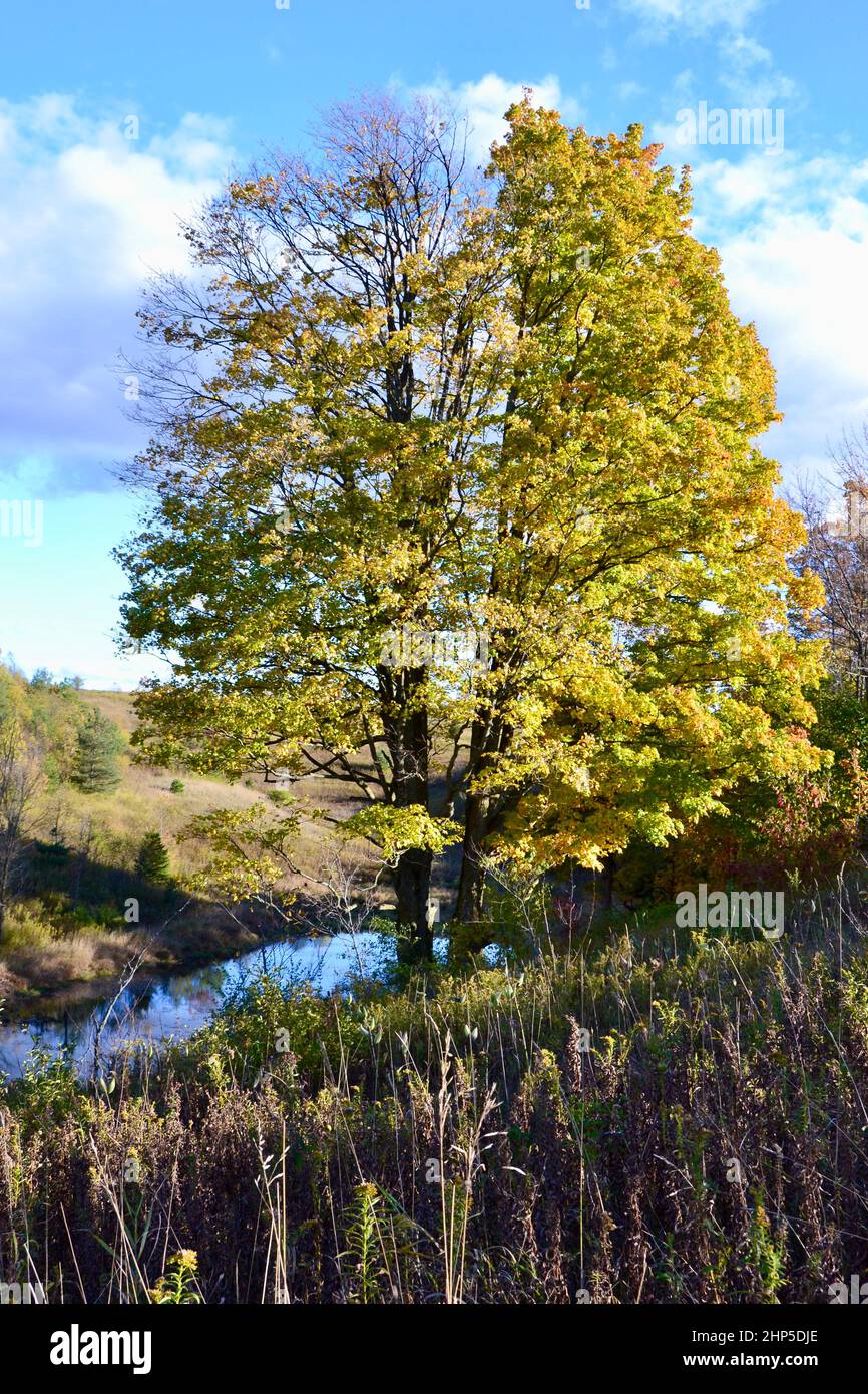 Large tree with uneven loss of leaves during Fall at Forks of the ...