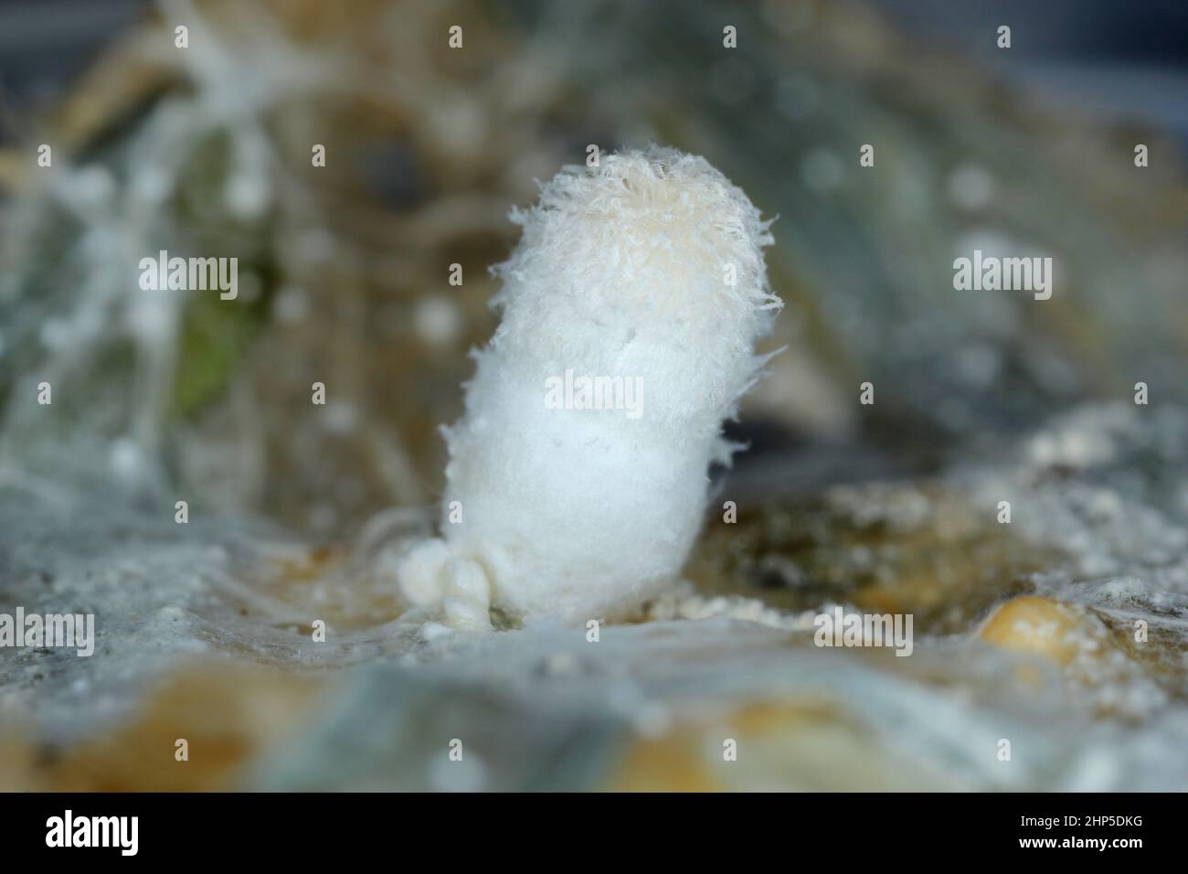 Mycelium and young fruiting bodies of mushrooms of the genus Coprinus ...