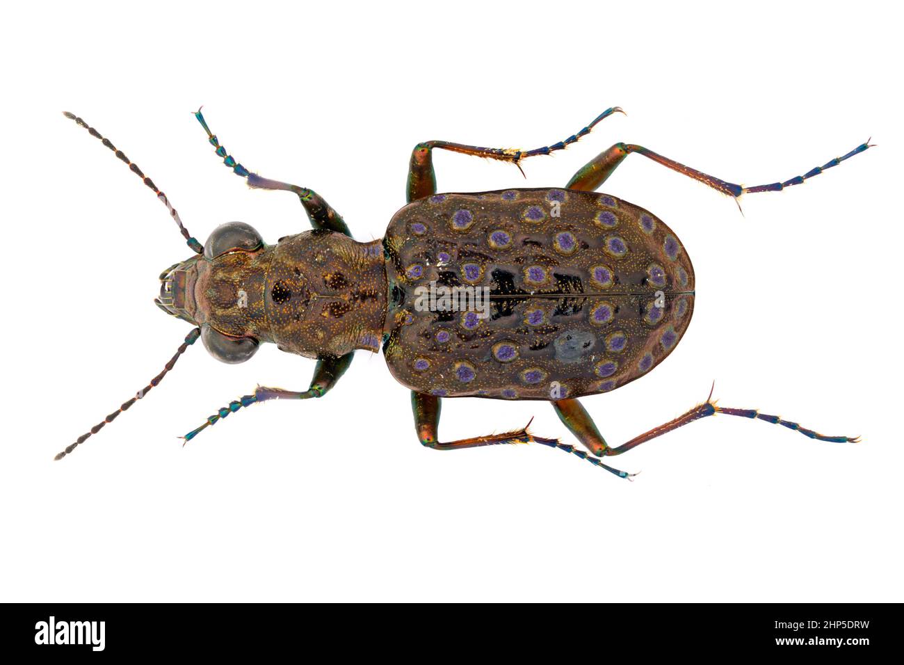 Elaphrus riparius extreme close-up with high magnification. Carabidae ...