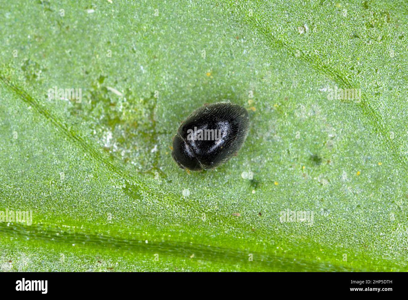 Stethorus punctillum (Coccinellidae) hunted on a Spider mite ...