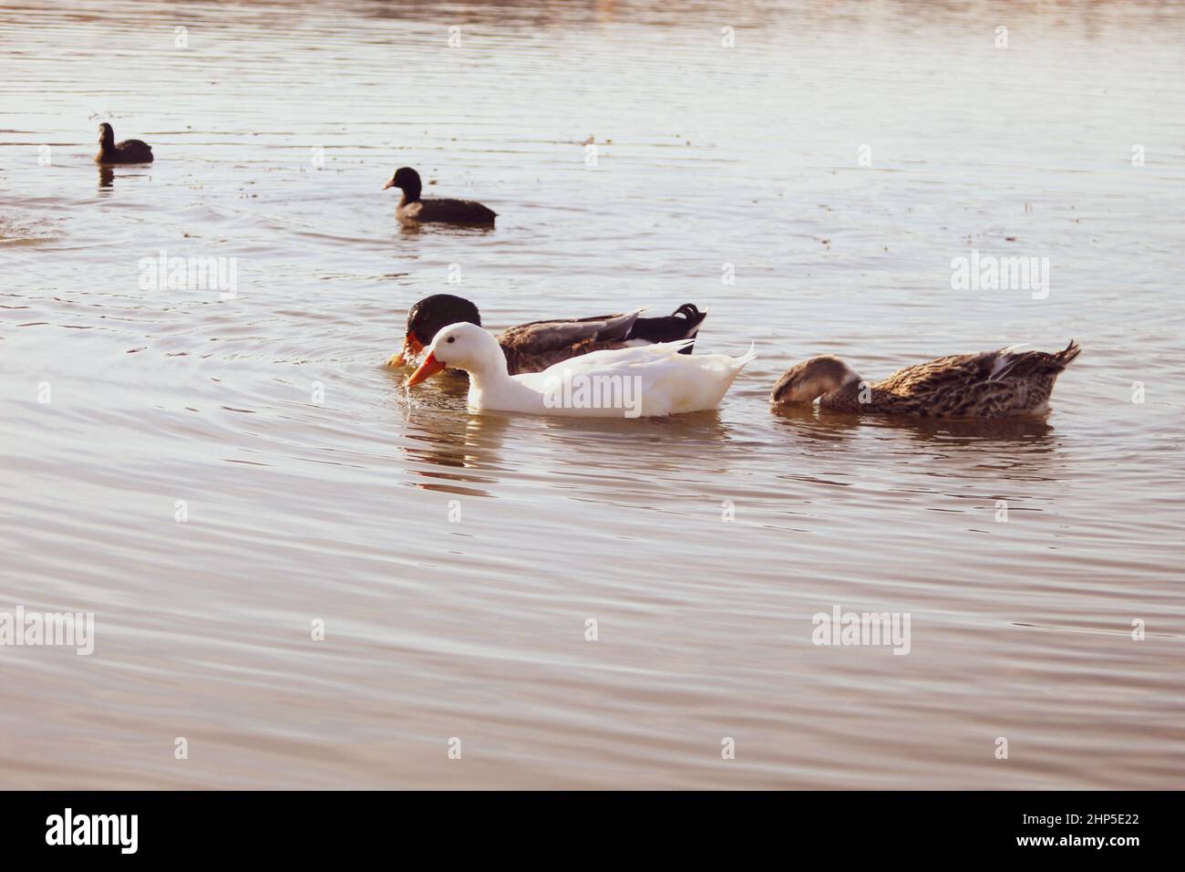 Group of mallards floating in the pond Stock Photo - Alamy
