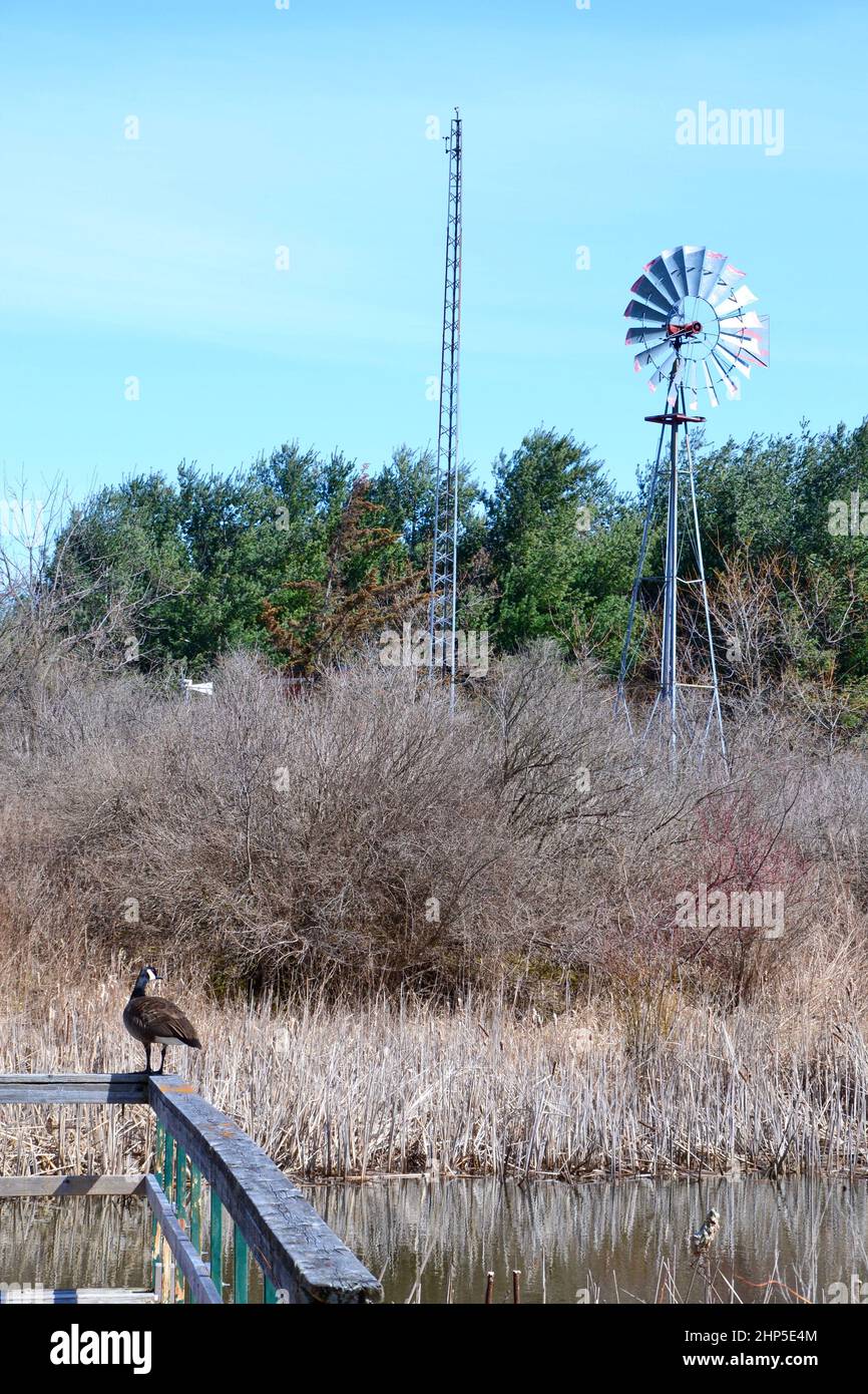 Wind vane bird hi-res stock photography and images - Alamy