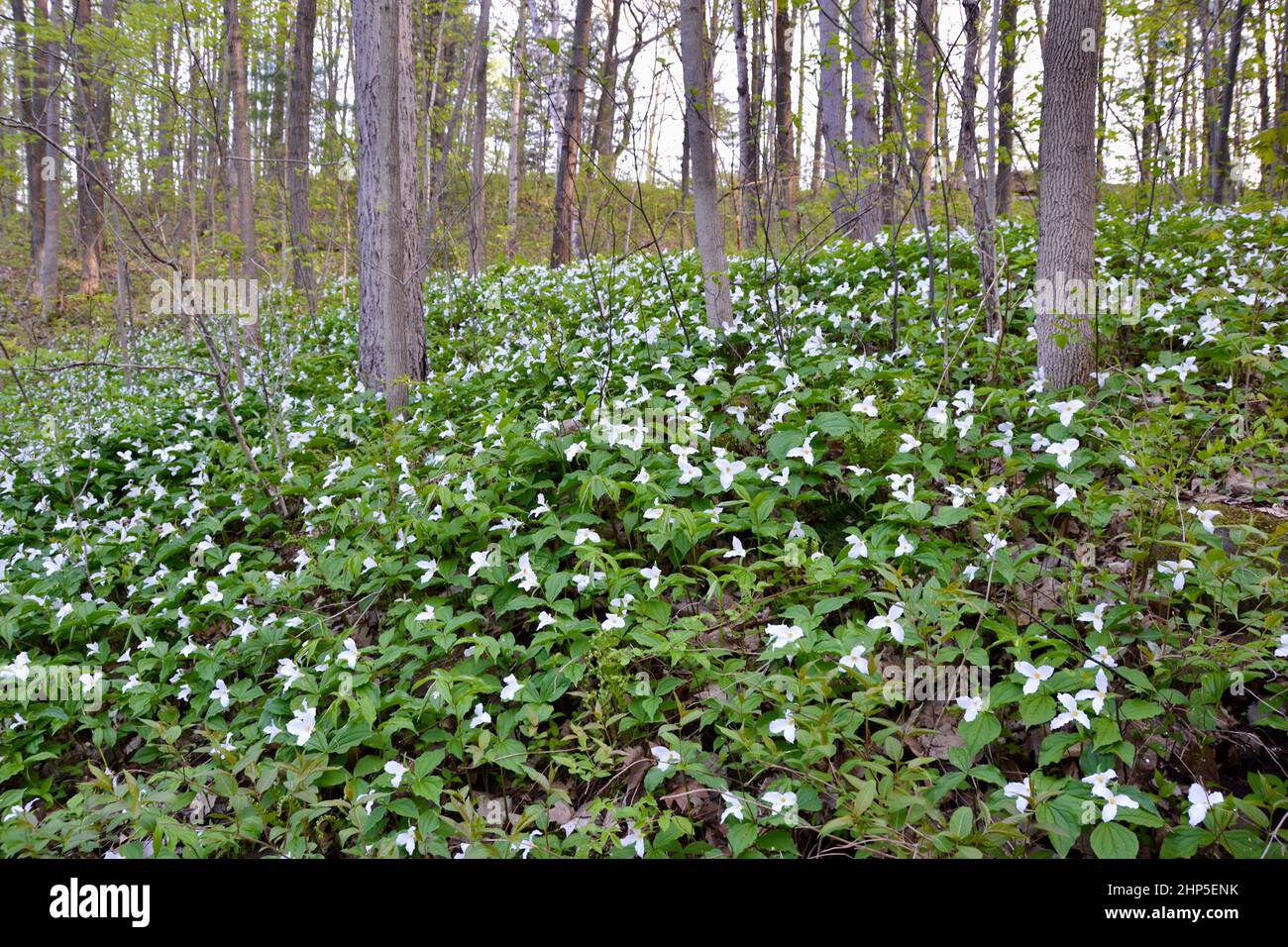 Trillium flower ontario hi-res stock photography and images - Alamy