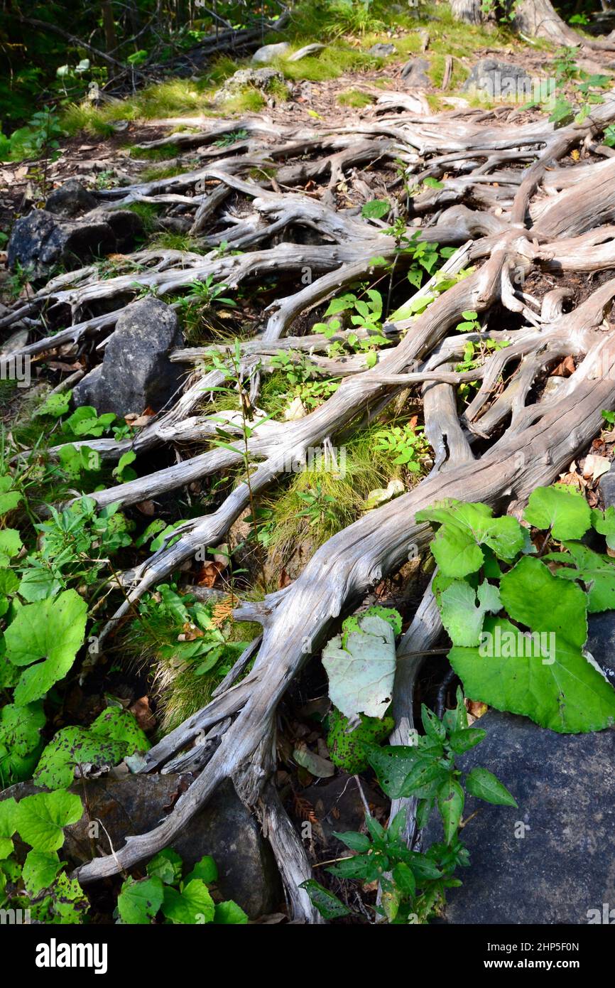 Large exposed tree roots and green leaves along hiking trail Stock ...
