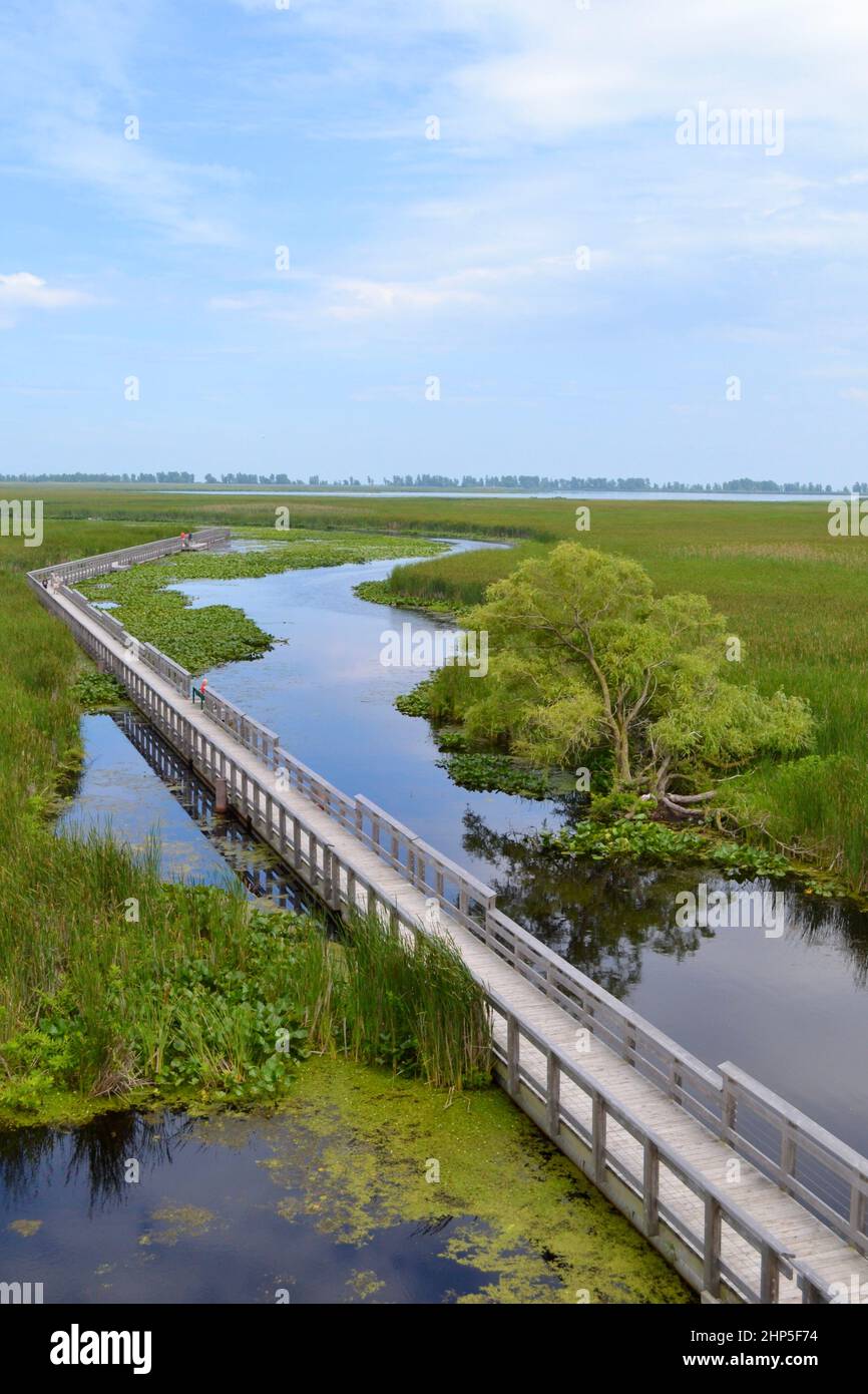 Long wooden boardwalk over marsh at Point Pelee during Summer Stock ...
