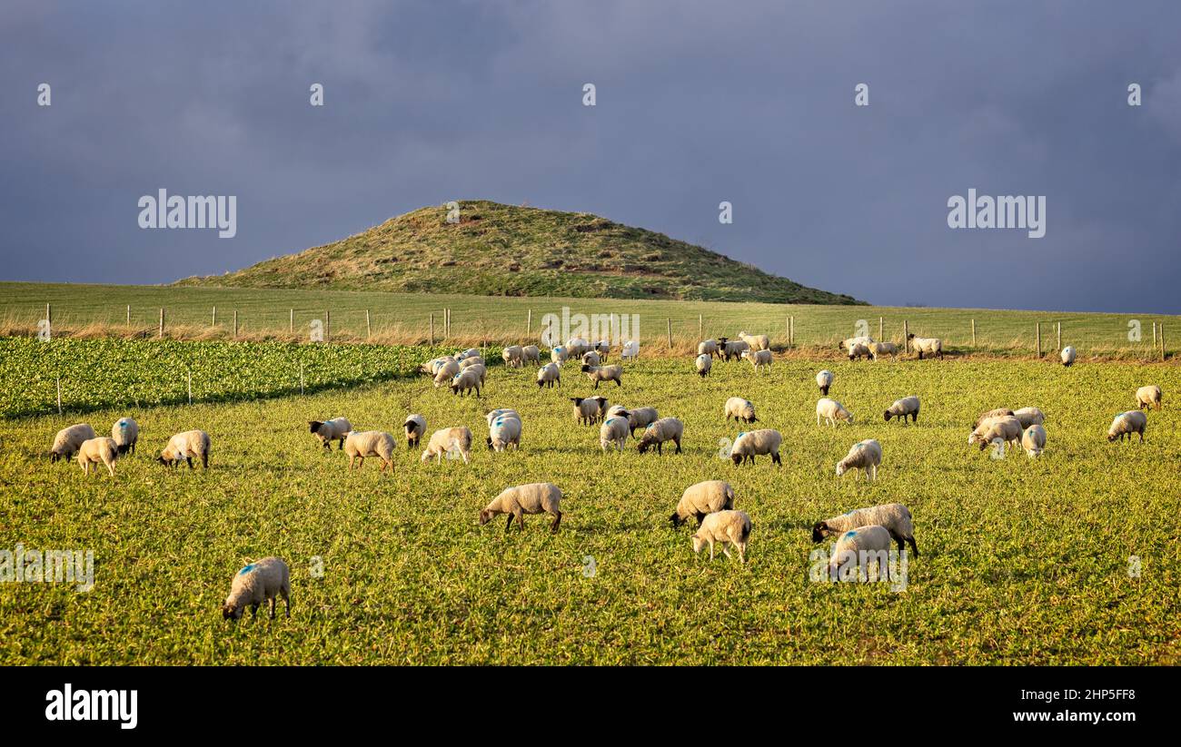 Ancient iron age barrow with flock of sheep grazing in field near ...