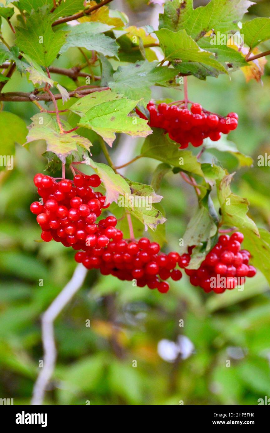 Conservation of berries hi-res stock photography and images - Alamy