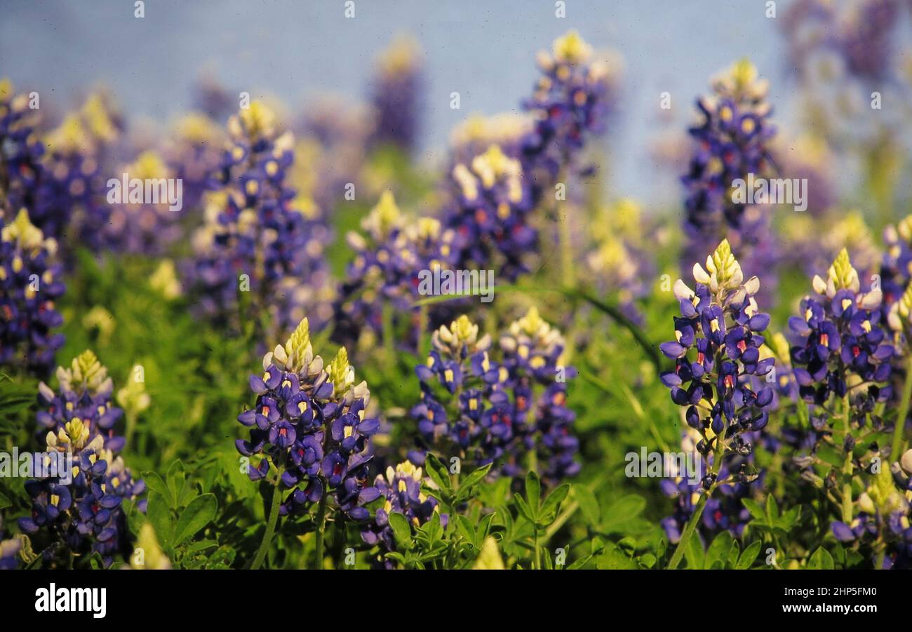 Austin Texas USA, 1994: Texas bluebonnets blooming along a central ...