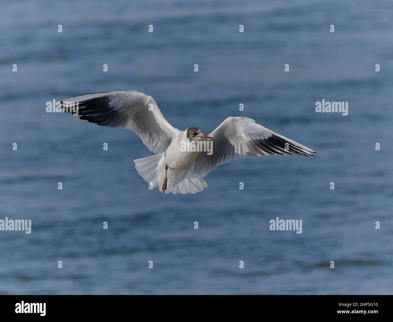 Gull with one leg in flight Stock Photo - Alamy