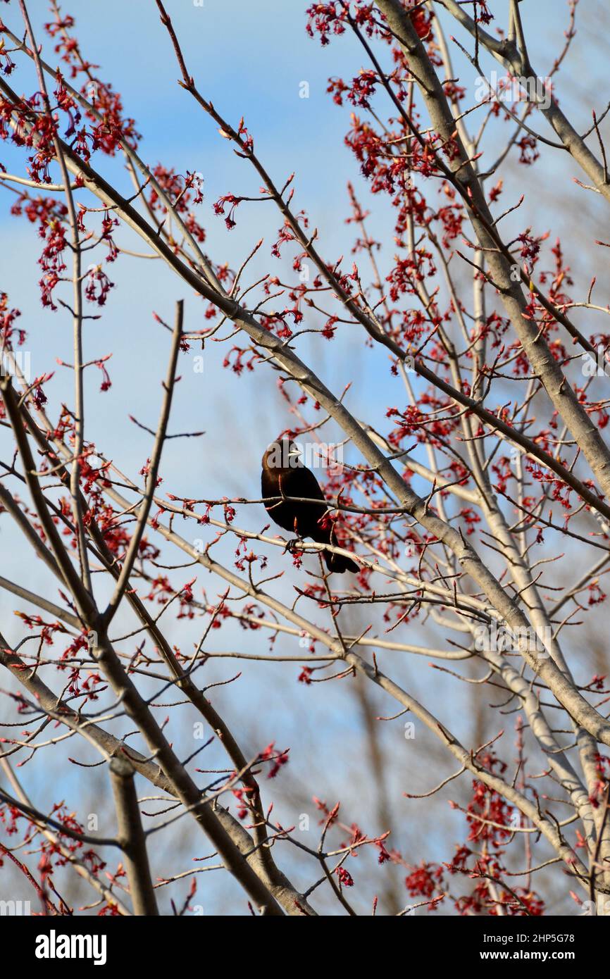 Songbird trail hi-res stock photography and images - Alamy