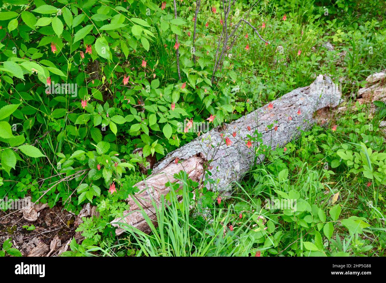 Floor bloom hi-res stock photography and images - Alamy
