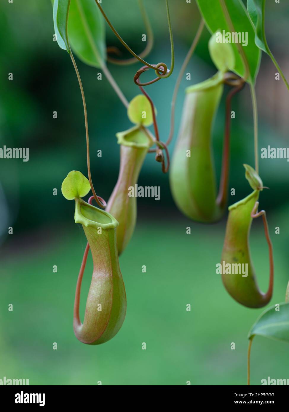 Photo shows tropical plant capable of feeding on insects. Insectivorous ...