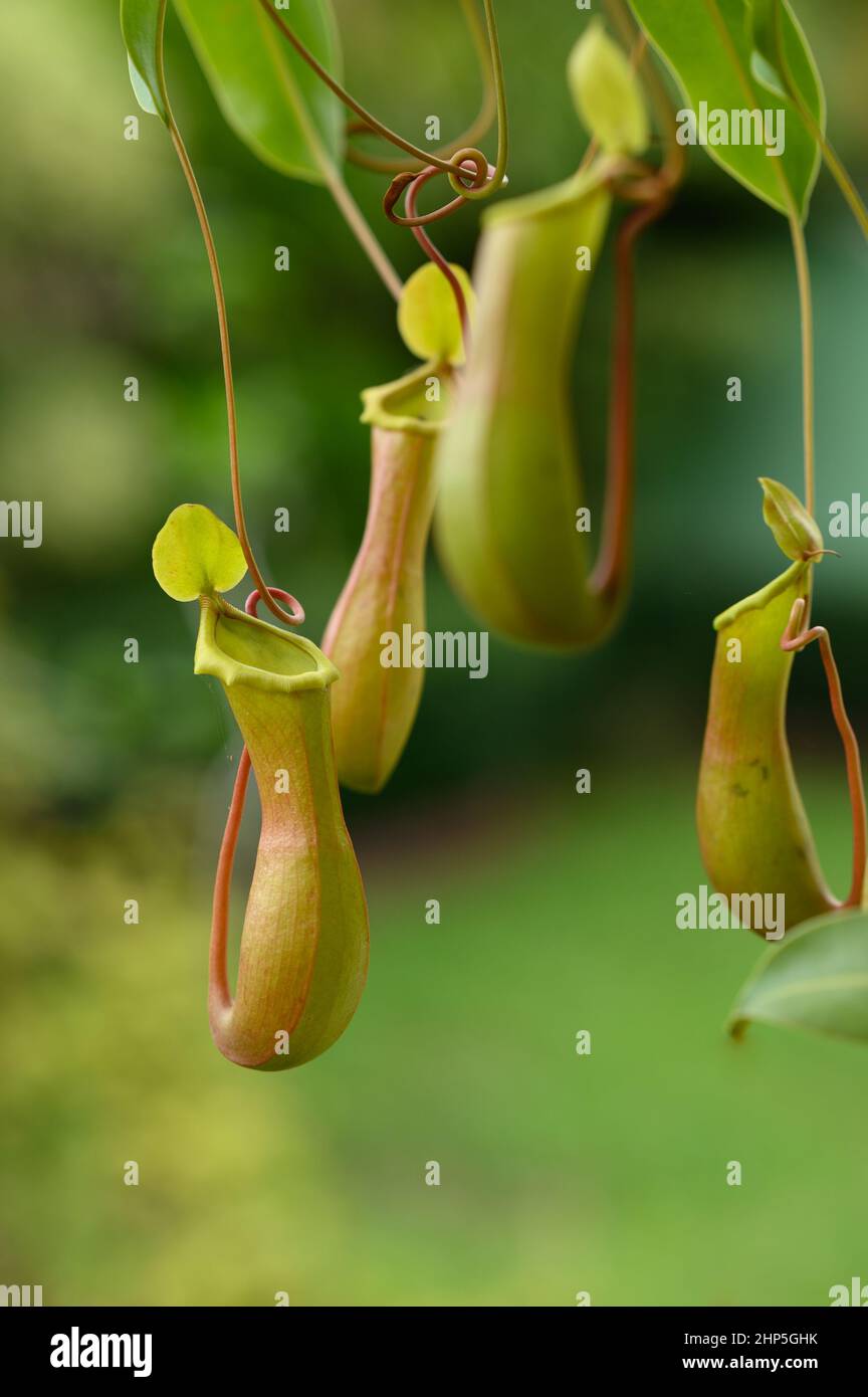 Photo shows tropical plant capable of feeding on insects. Insectivorous ...