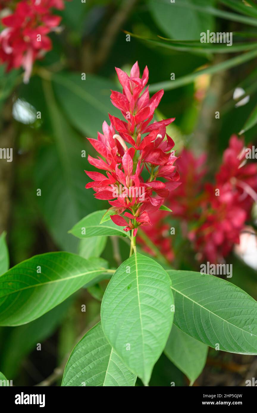 The photo shows an exotic flower that grows on a Caribbean island in ...