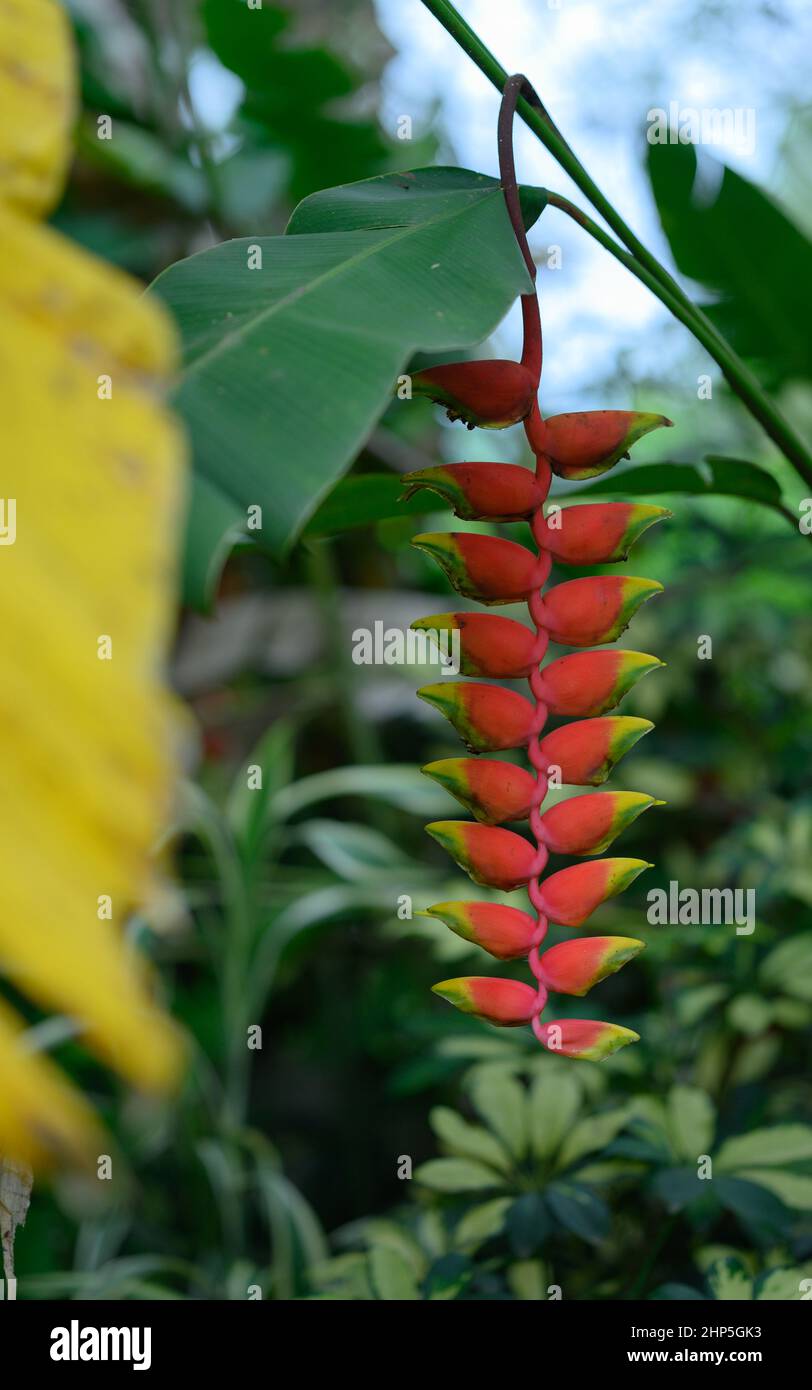 The photo shows an exotic flower that grows on a Caribbean island in ...