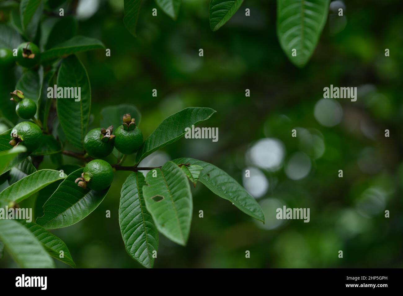 The photo shows a tree with guava fruits. The fruits are still immature ...