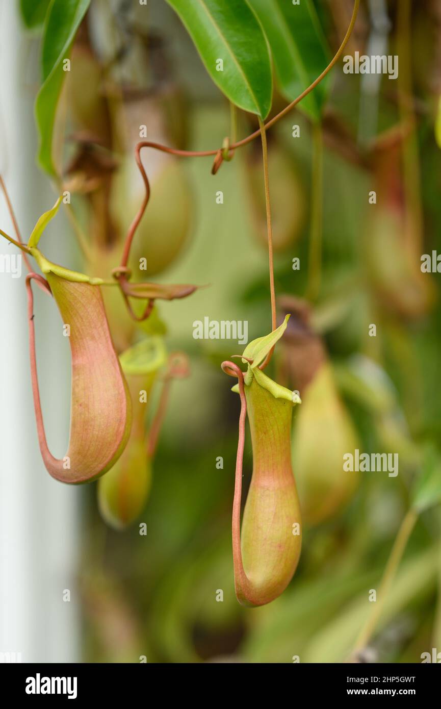 Biodiversity rainforest jungle insectivorous pitcher plant hi-res stock ...