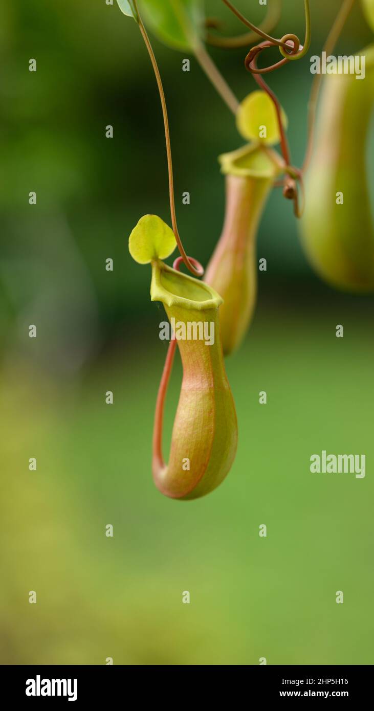 Biodiversity rainforest jungle insectivorous pitcher plant hi-res stock ...