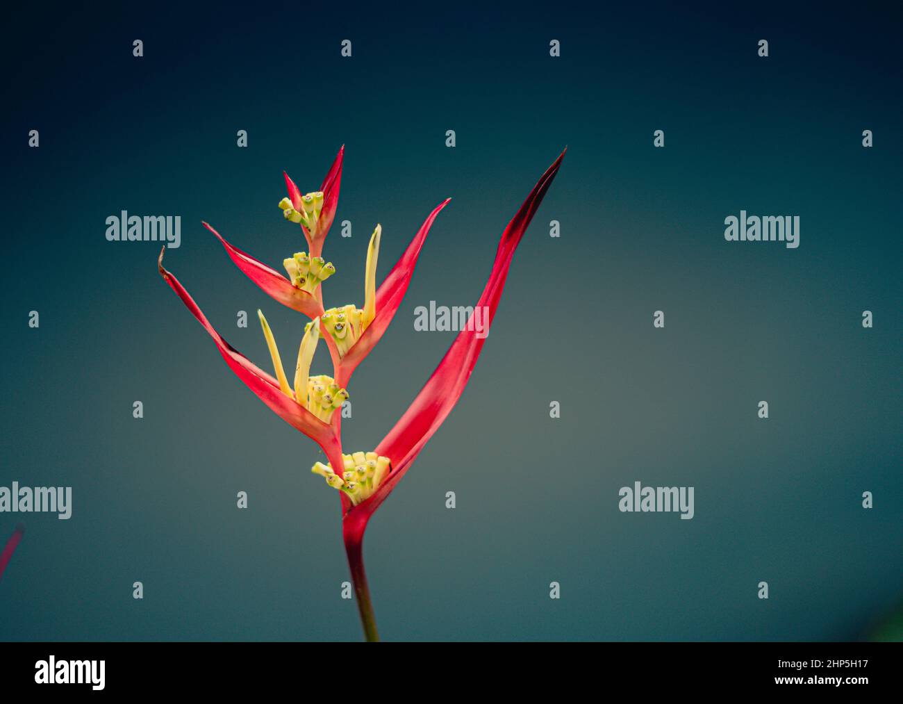 Real beauty nature. Strelitzia, bird of paradise, crane lily plant. Red ...