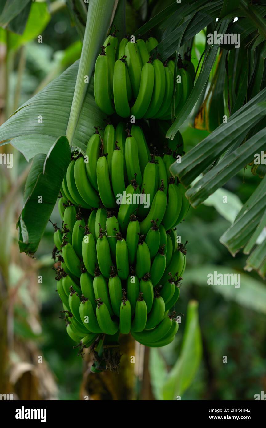 Photo shows banana tree with green bananas closeup. In jungle, banana ...
