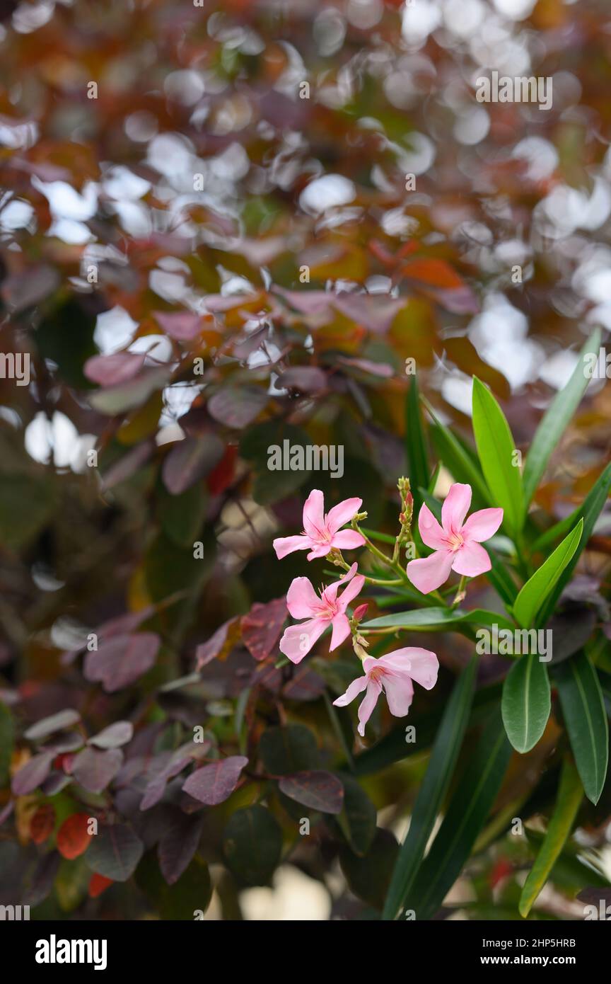 Photo shows exotic flower that grows on Caribbean island in Dominican ...