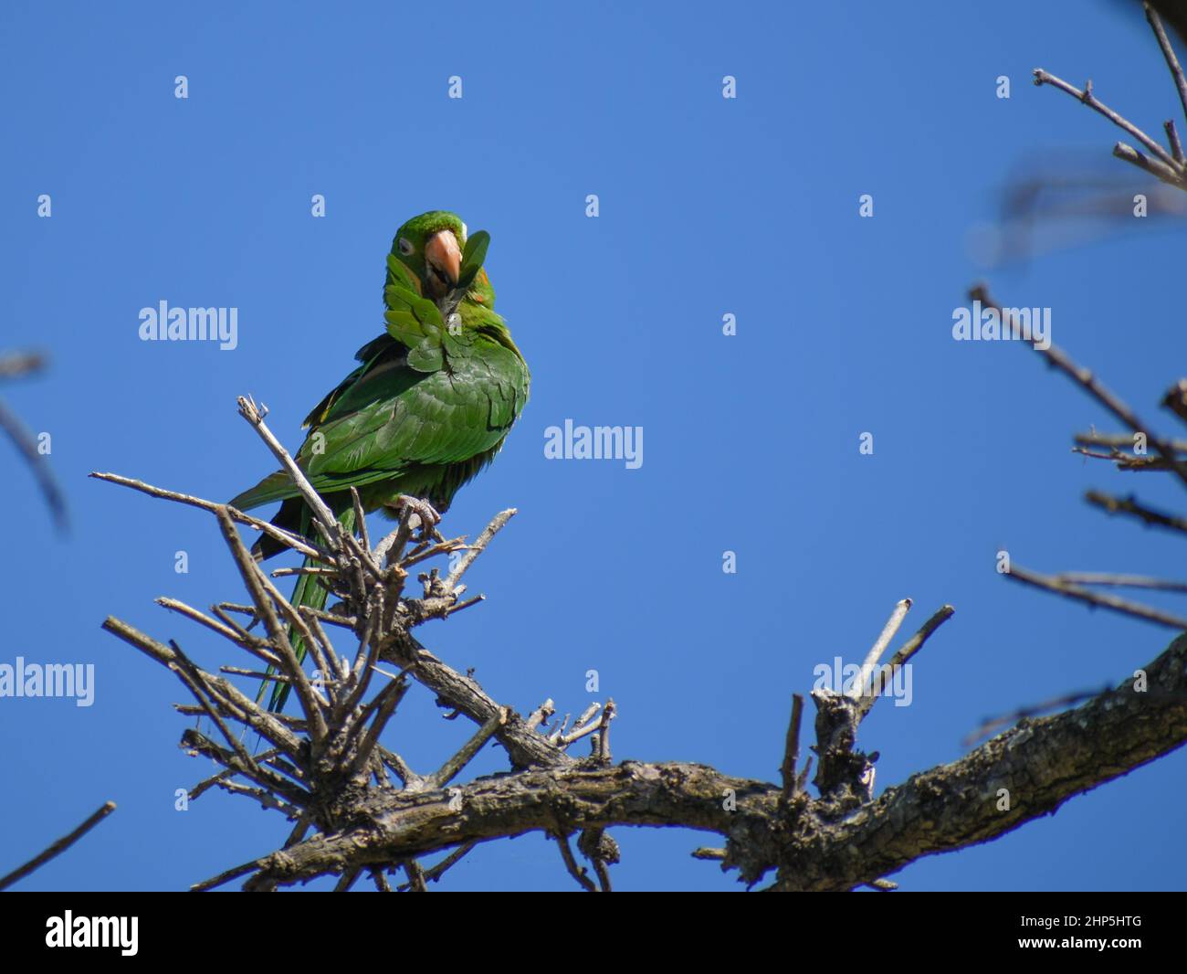 wild white-eyed parakeet or white-eyed conure (Psittacara ...