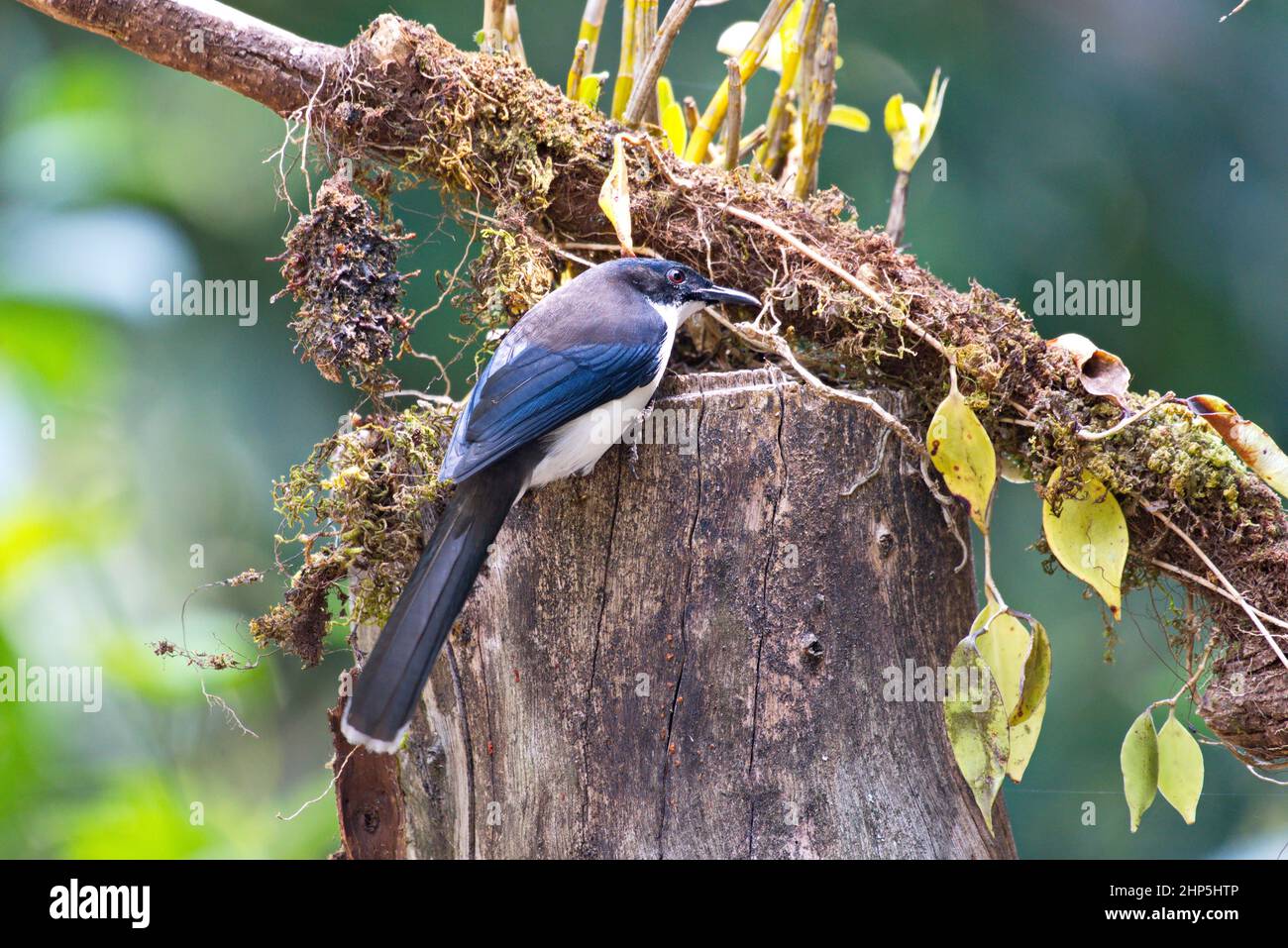 Closeup of the black-headed sibia. Heterophasia desgodinsi Stock Photo - Alamy