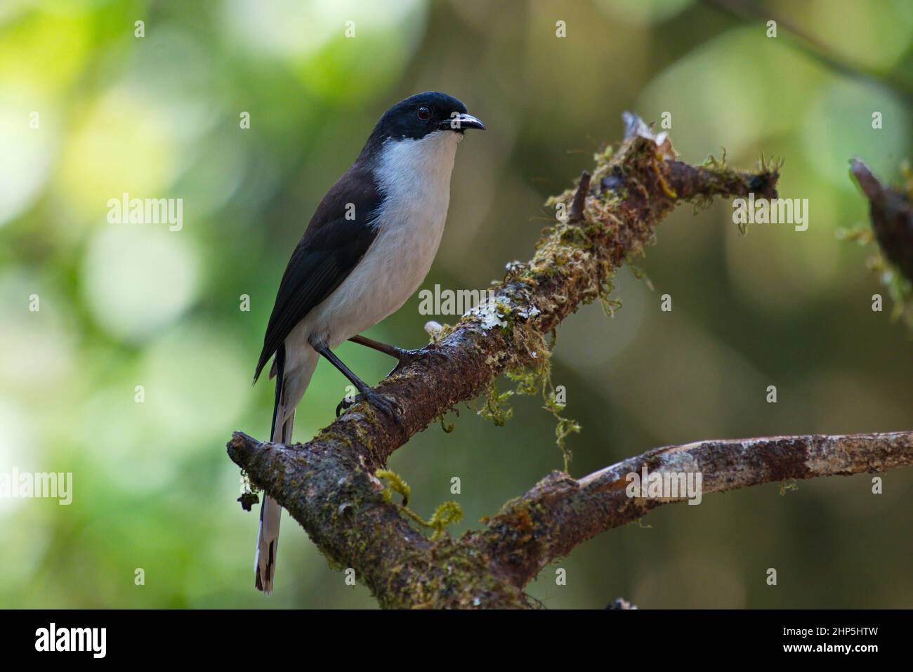 Closeup of the black-headed sibia. Heterophasia desgodinsi Stock Photo - Alamy