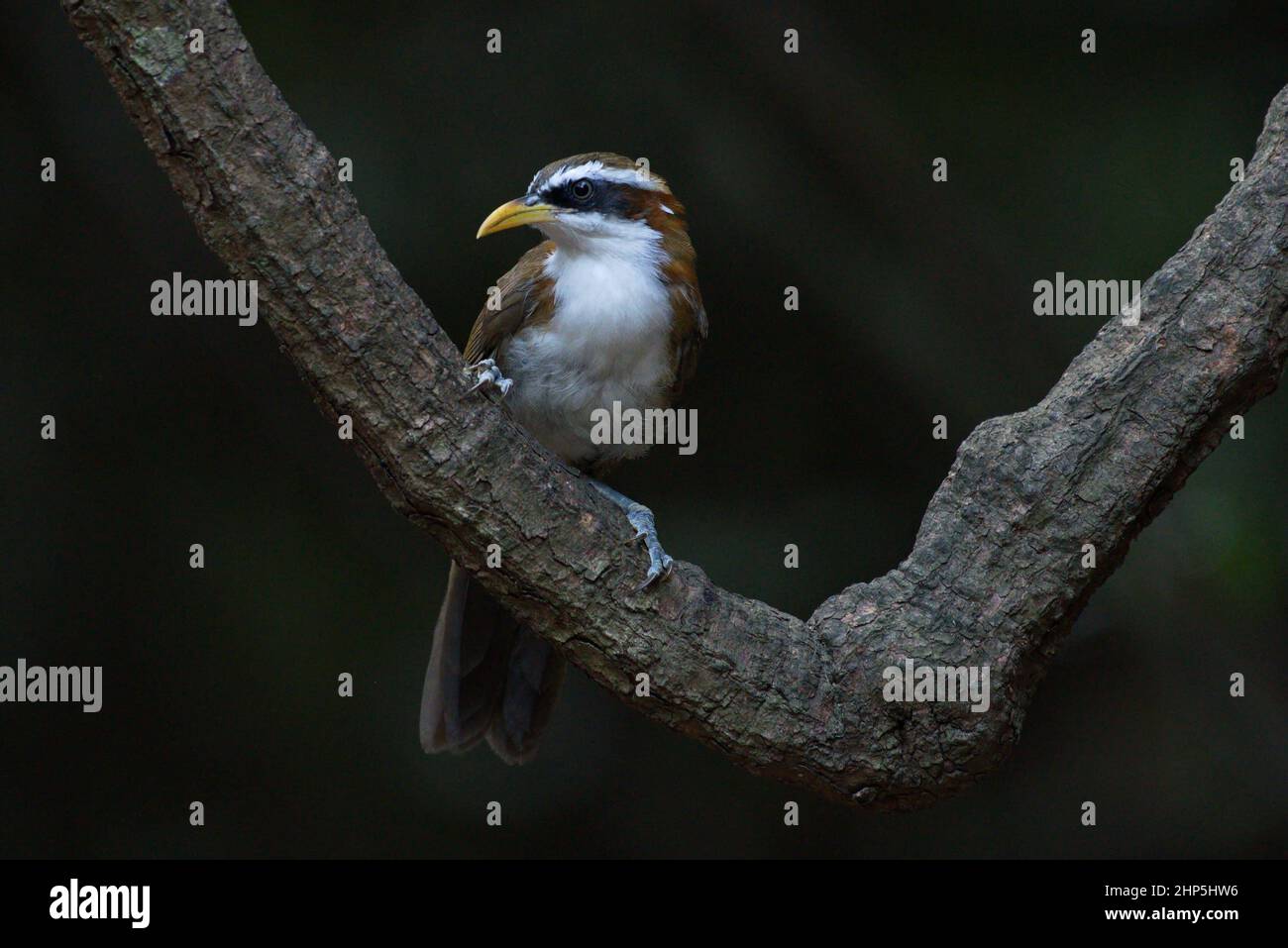 Closeup shot of white-browed scimitar babbler perched on a tree branch ...