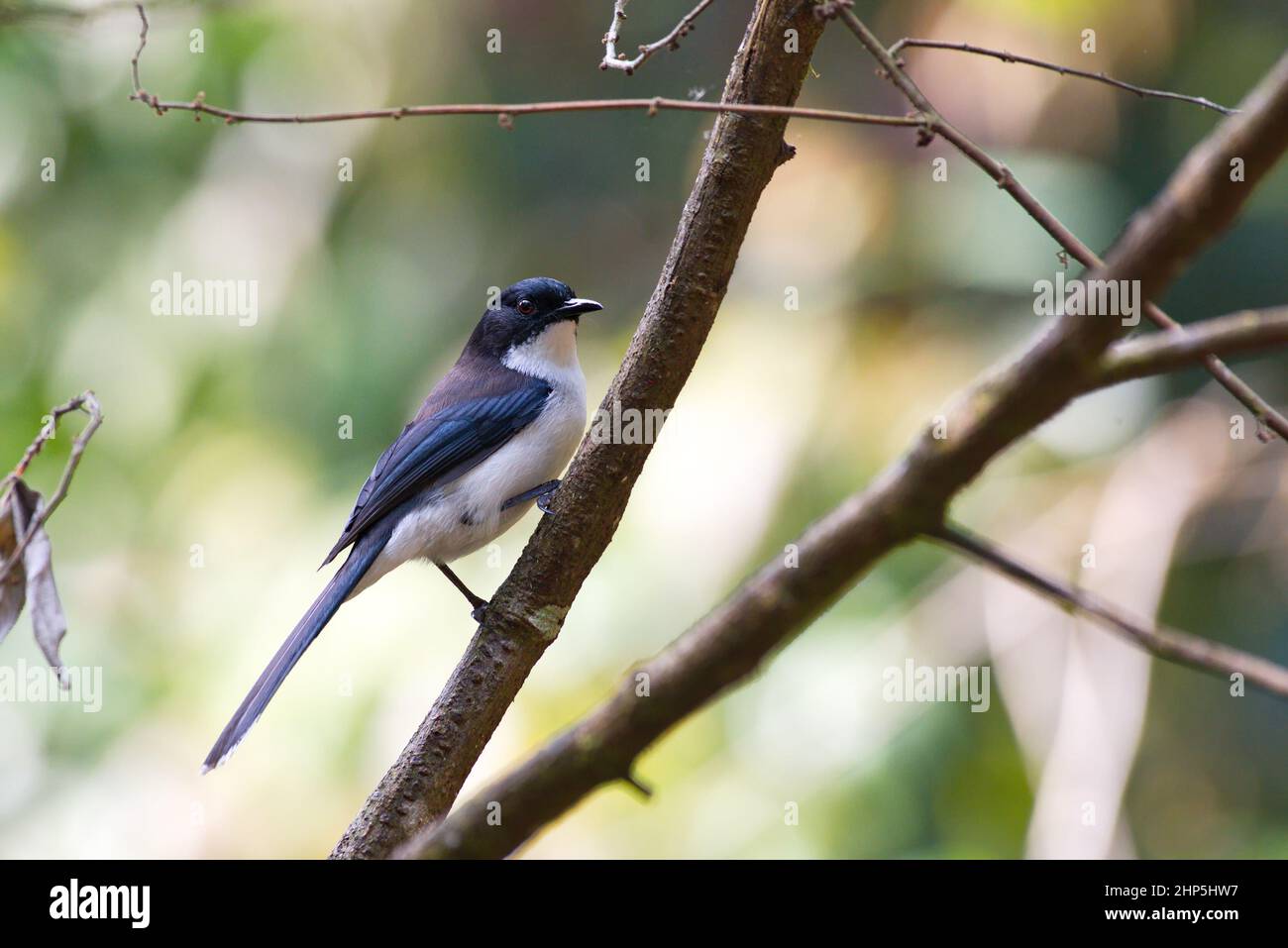 Closeup of the black-headed sibia. Heterophasia desgodinsi Stock Photo ...