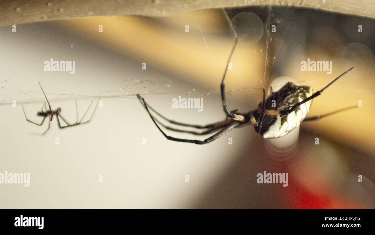 Two spiders hi-res stock photography and images - Alamy