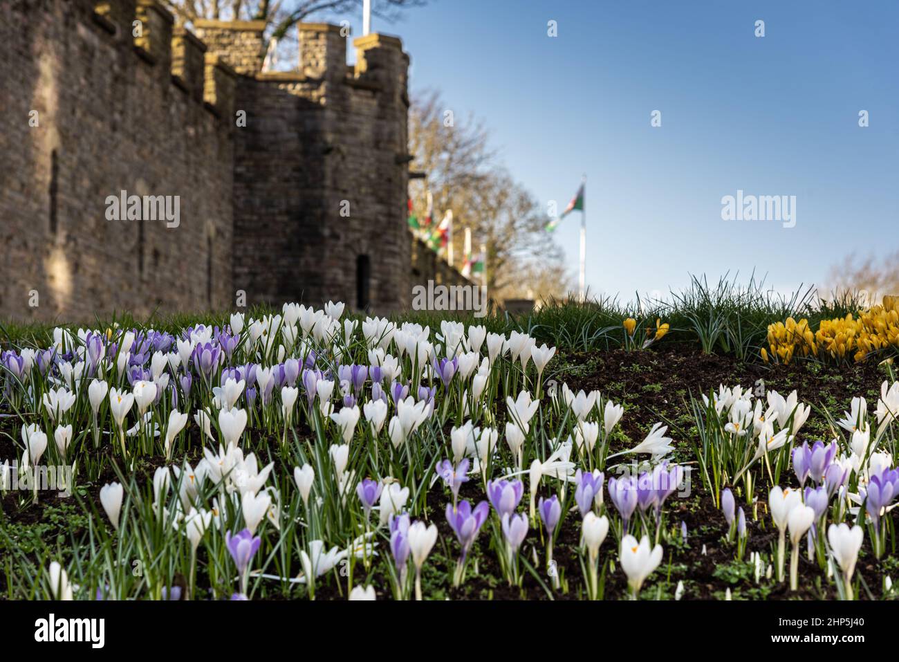 Spring flowers under Cardiff Castle Stock Photo - Alamy