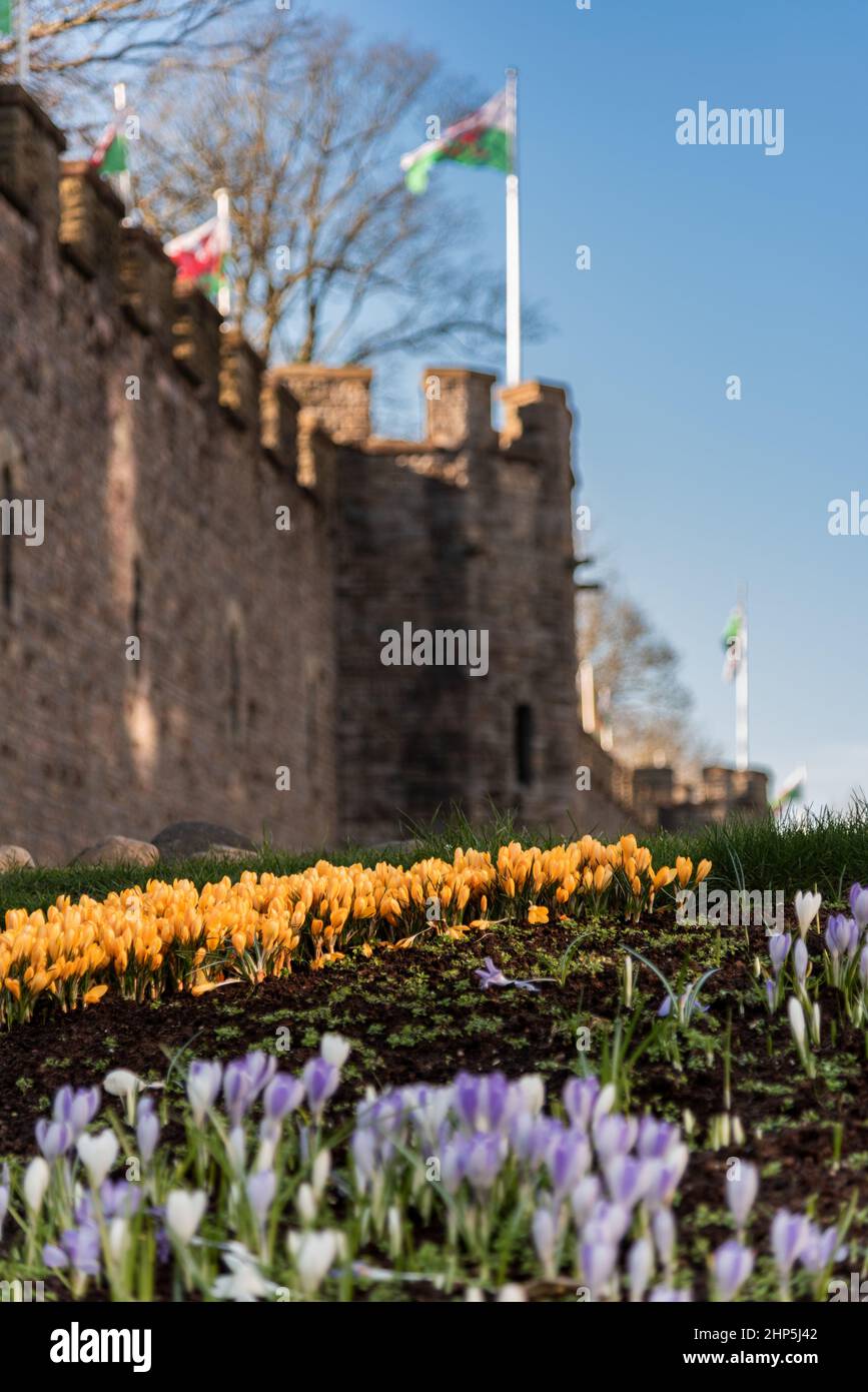 Spring flowers under Cardiff Castle Stock Photo - Alamy